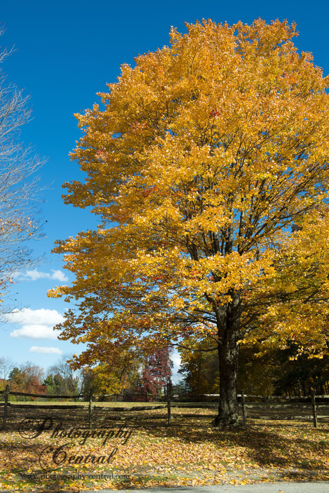 Photography Central: Colors of Fall