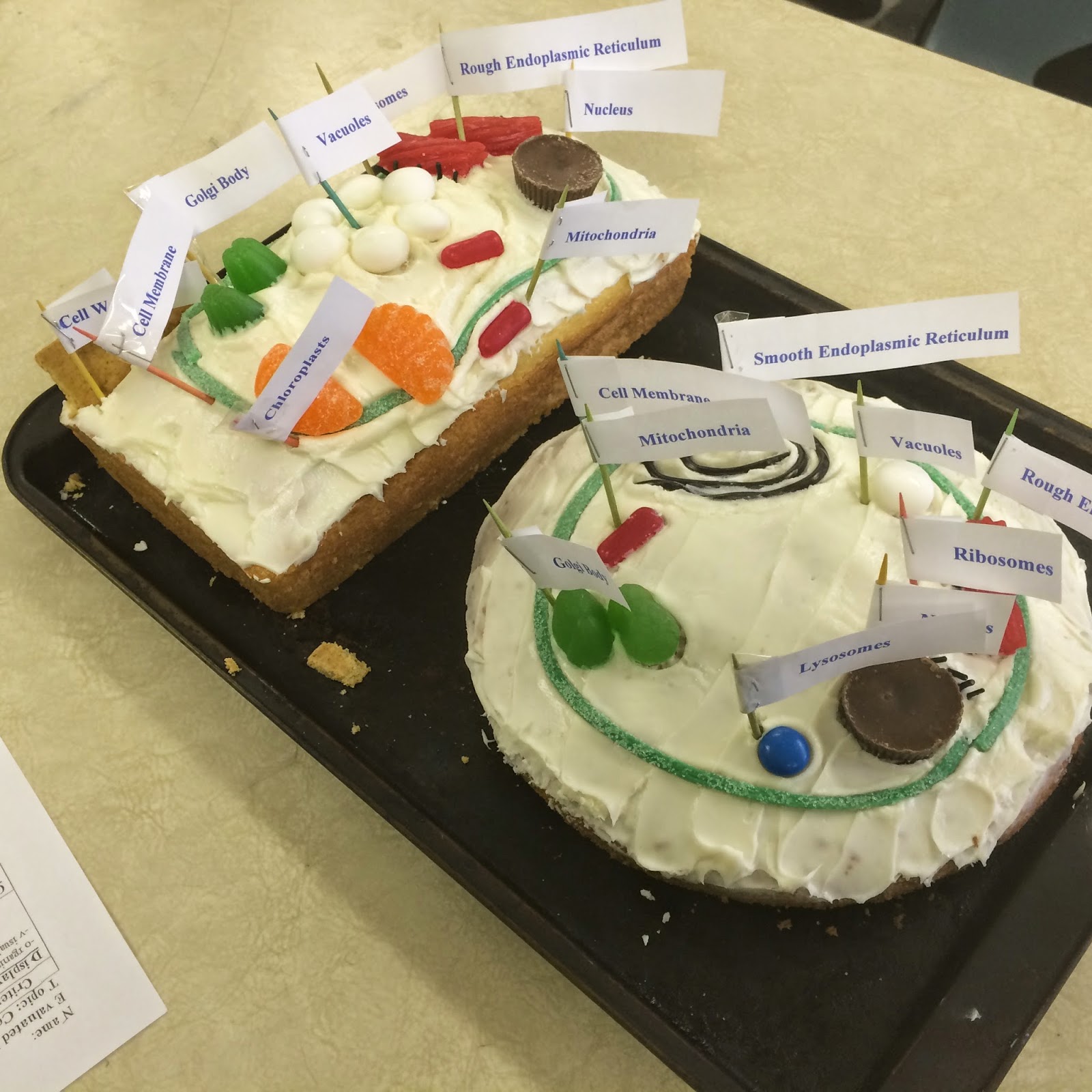 Our Lady of Peace F/I Intermediate Classrooms: Grade 8 science 3D cell ...