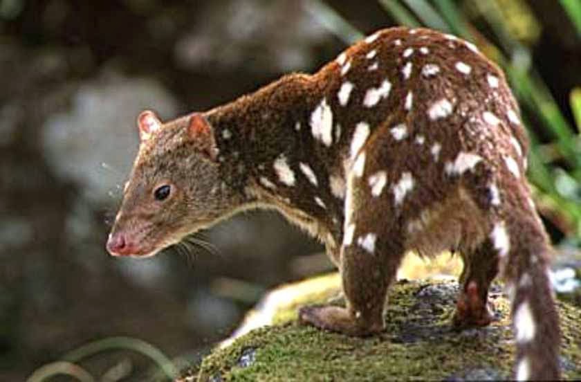 Quoll Spotted Tailed | Amazing Facts & Latest Pictures | Animals Lover
