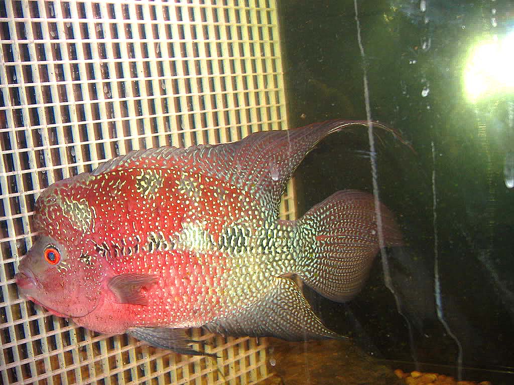 Flowerhorn The Hybrid Cichlids: Red Kamfa Flowerhorn