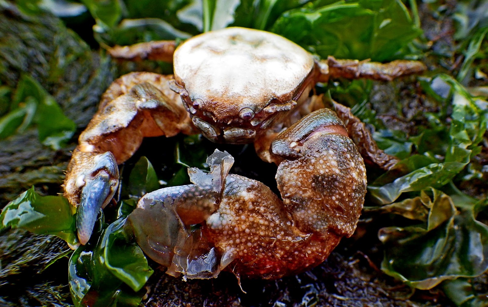 Buzz's Marine Life of Puget Sound: Jun 27, 2013