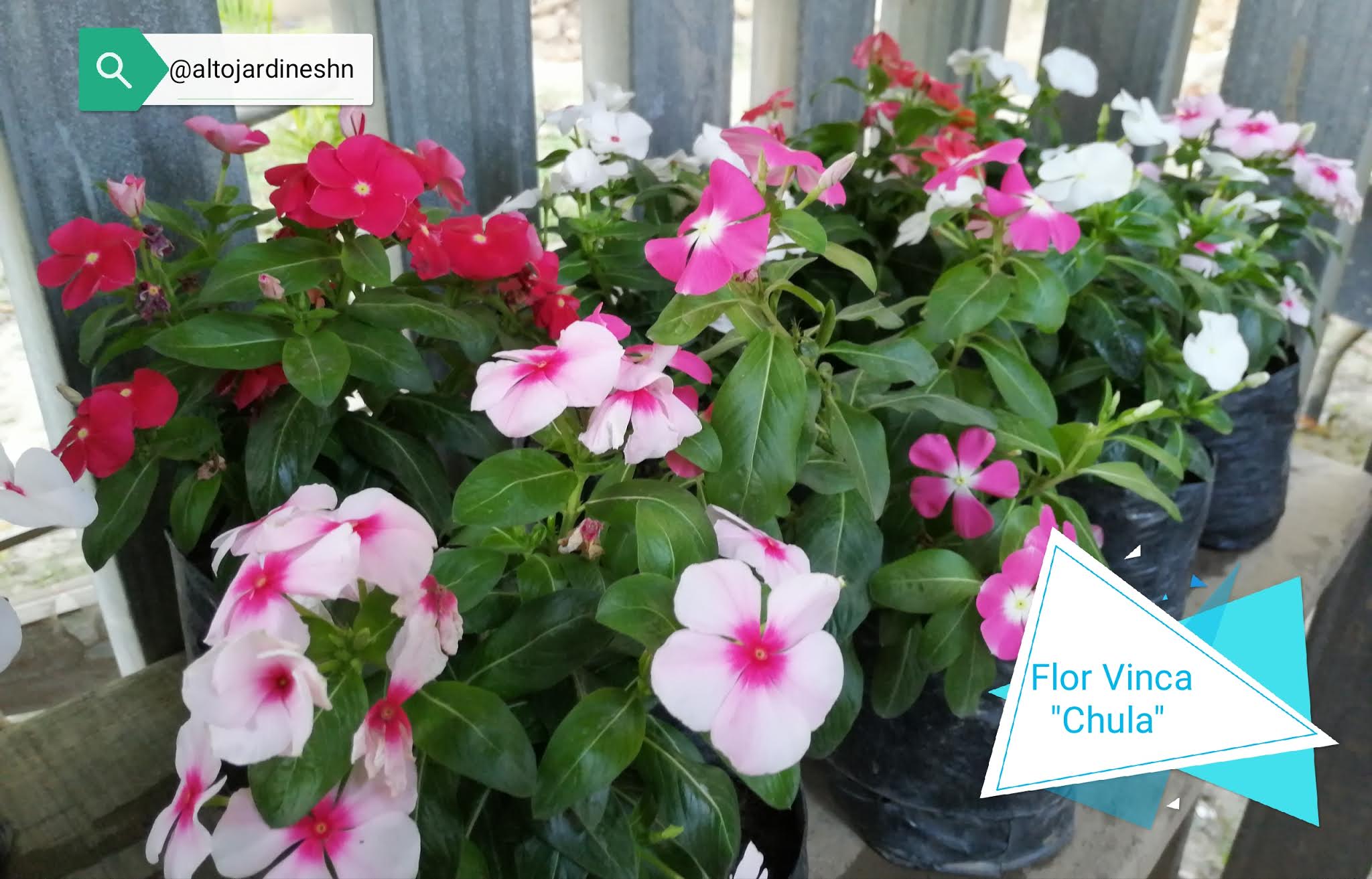 Alto Jardines HN: Flor Vinca "Chula"
