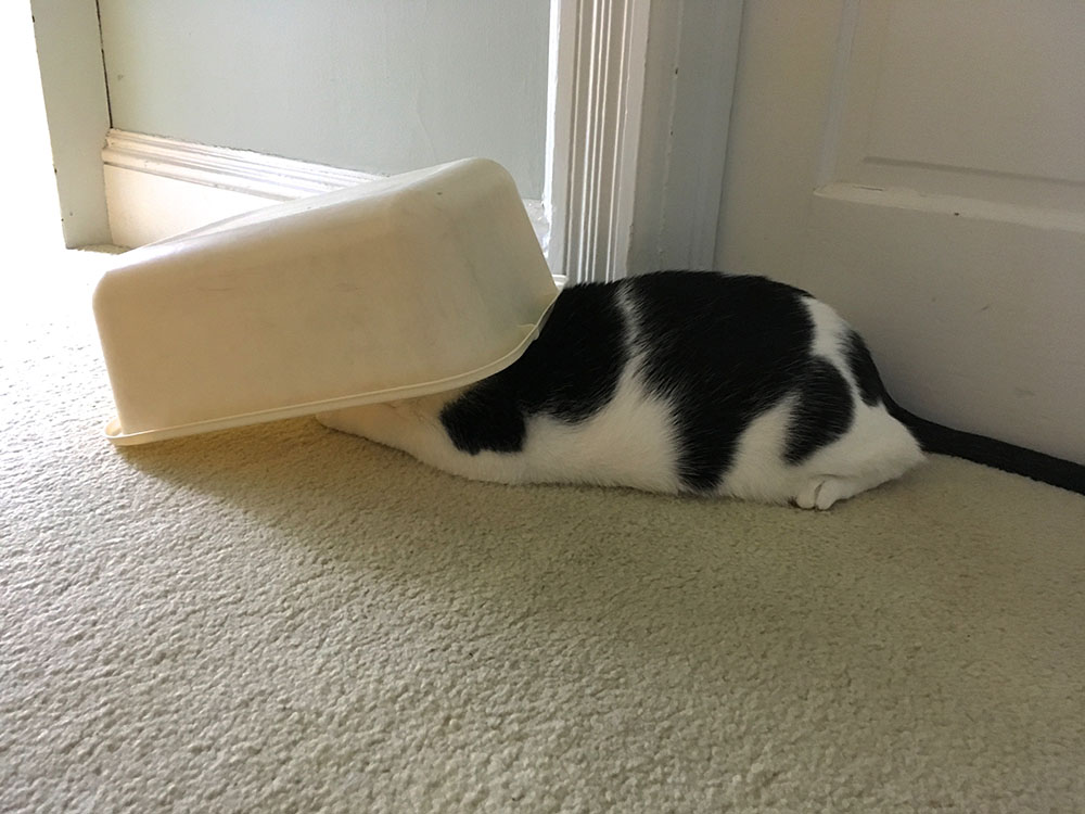 A Picture Each Day: Always Under Something