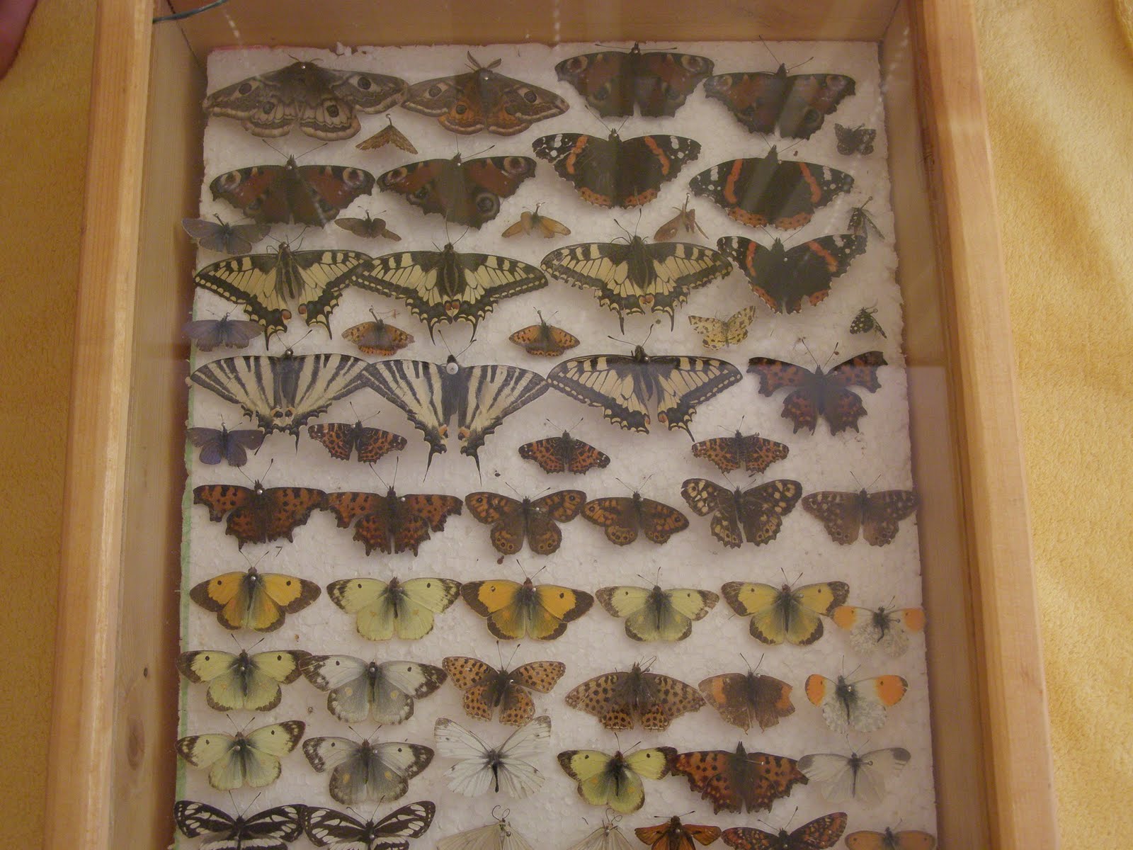 Insectar | evaziuni spontane