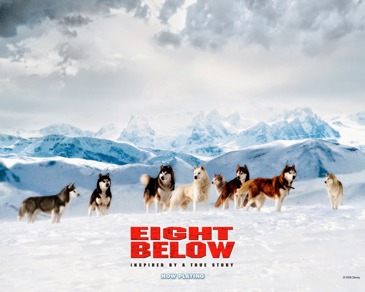 Siberian Dog Husky: top 5 movies about siberian dogs