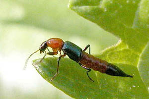 Insect Tomcat | Indahnya Berbagi