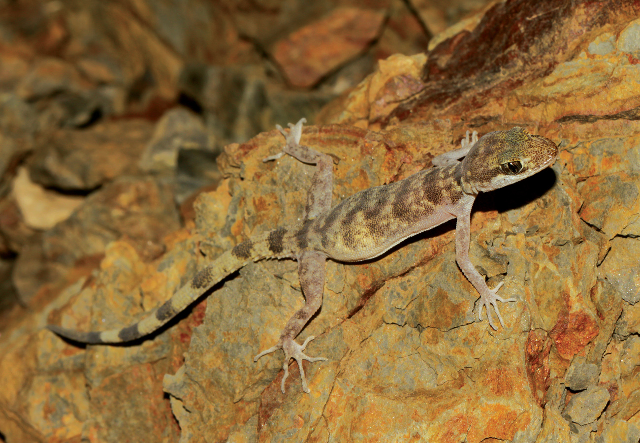 Species New to Science: [Herpetology • 2016] Parsigecko ziaiei • A New ...