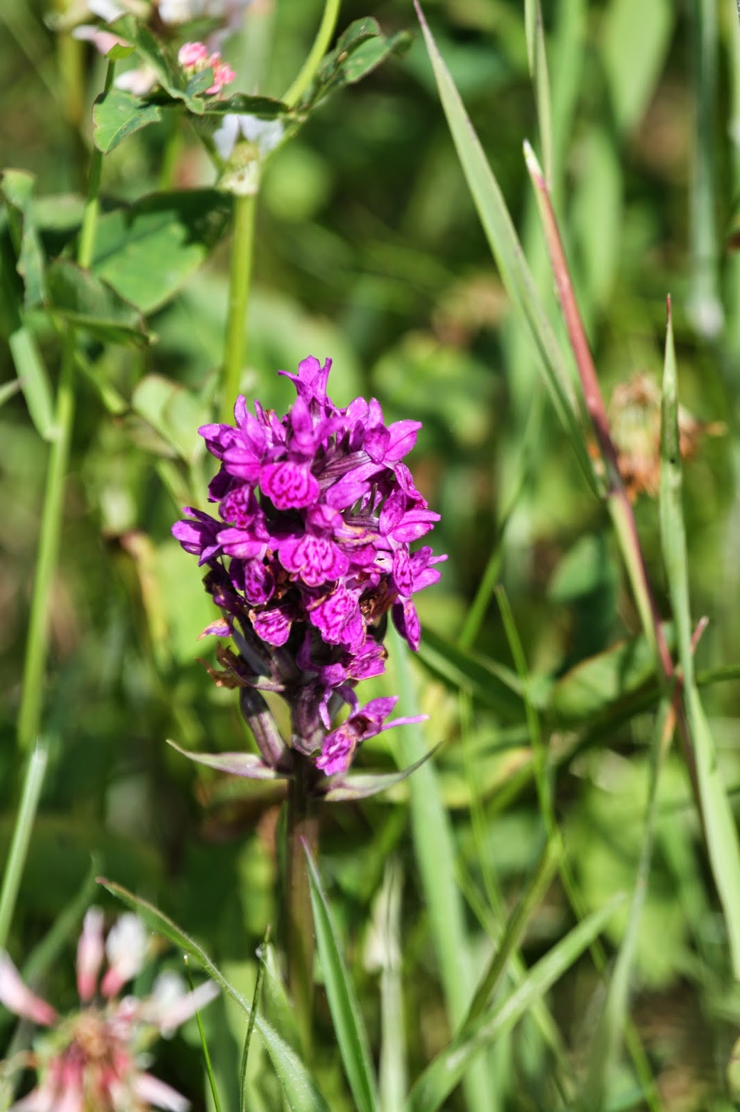 Barnsley Bird Sightings: June 2014