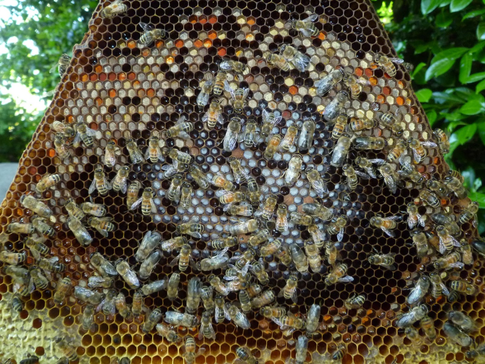Queen Anne Bees: Supersedure Queens and Swarms