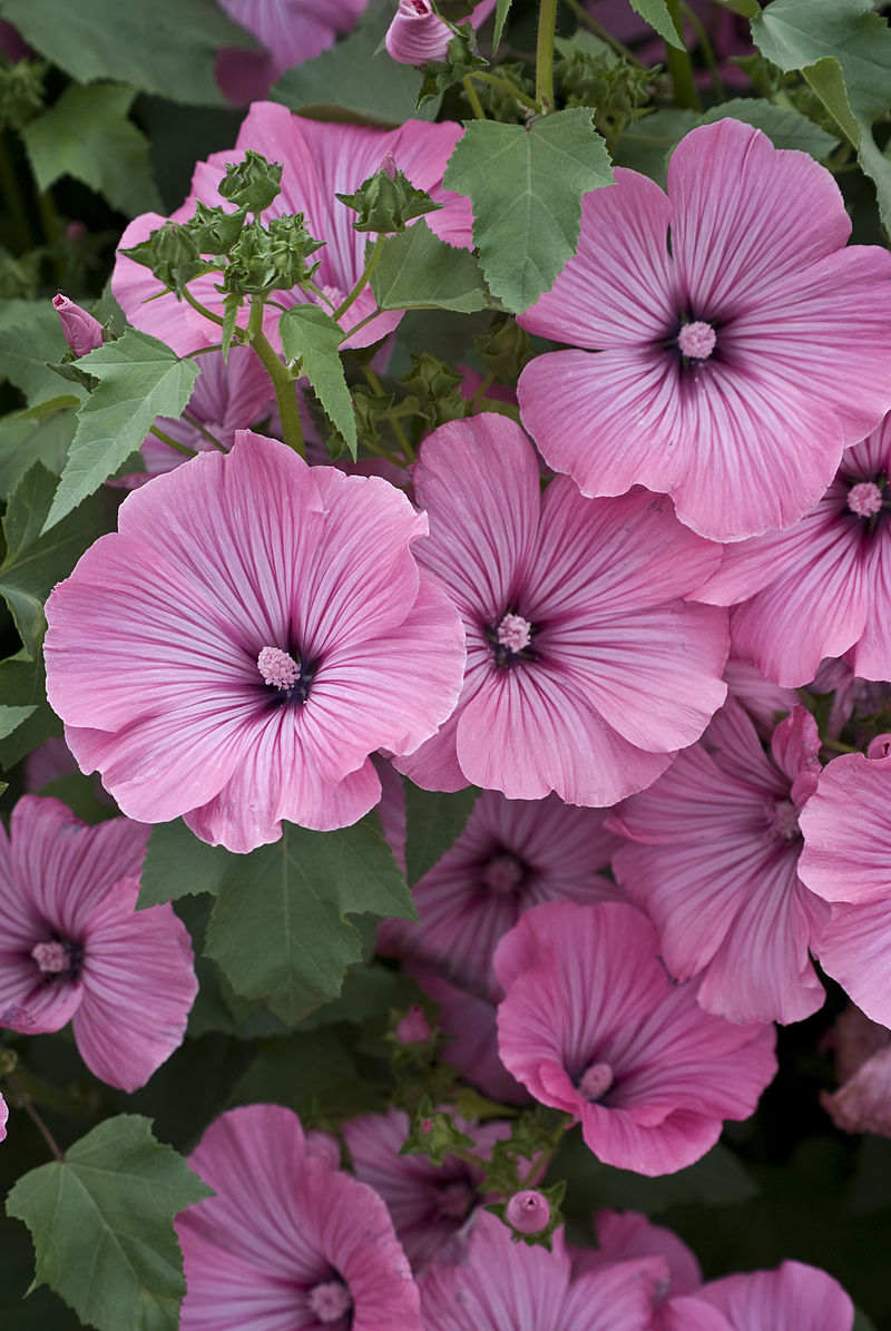 10 plantes pour voir la vie en rose