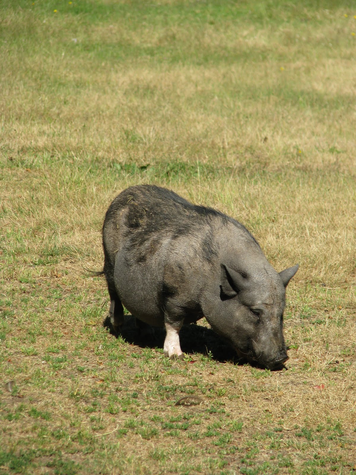 Beyond The Sidewalks: Bald Pigs