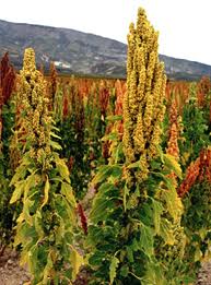 Herbs-Treat and Taste: QUINOA - "LOST GOLD" OF THE INCAS: HISTORY, USES ...