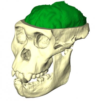 PALAEOBLOG: Australopithecus sediba