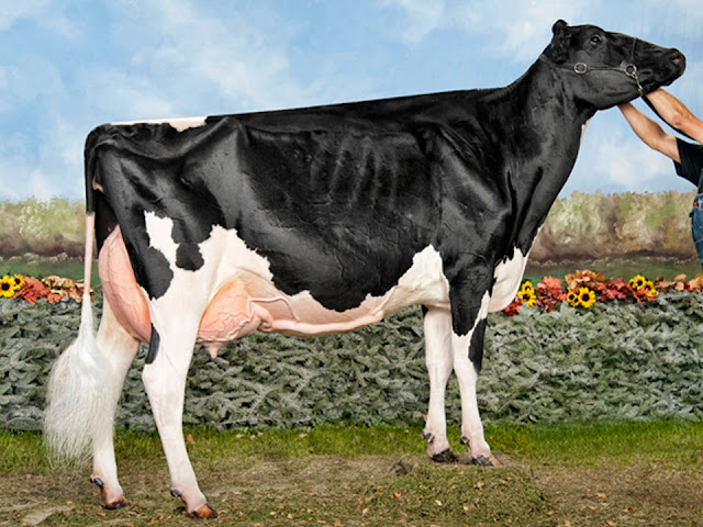 Five Most Expensive Pet Animals in the World