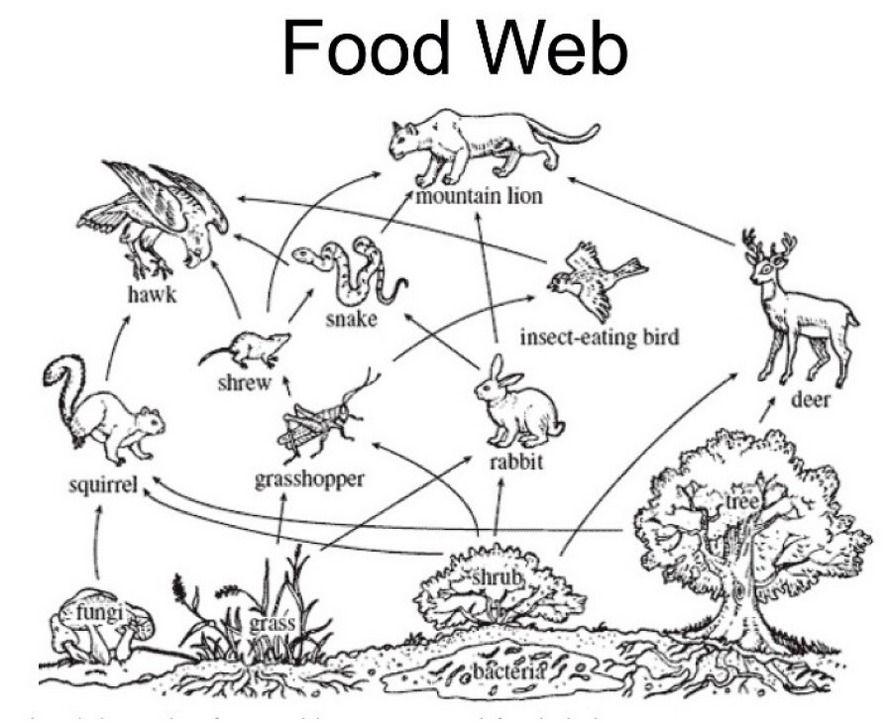 Food Chain Coloring Page ~ Coloring Pages