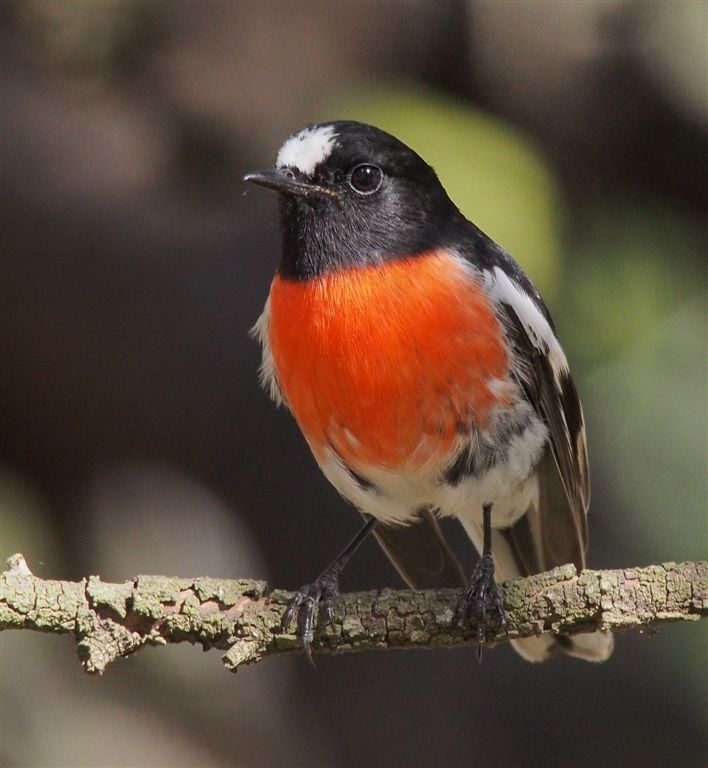 Majura birds: Scarlet Robin pair