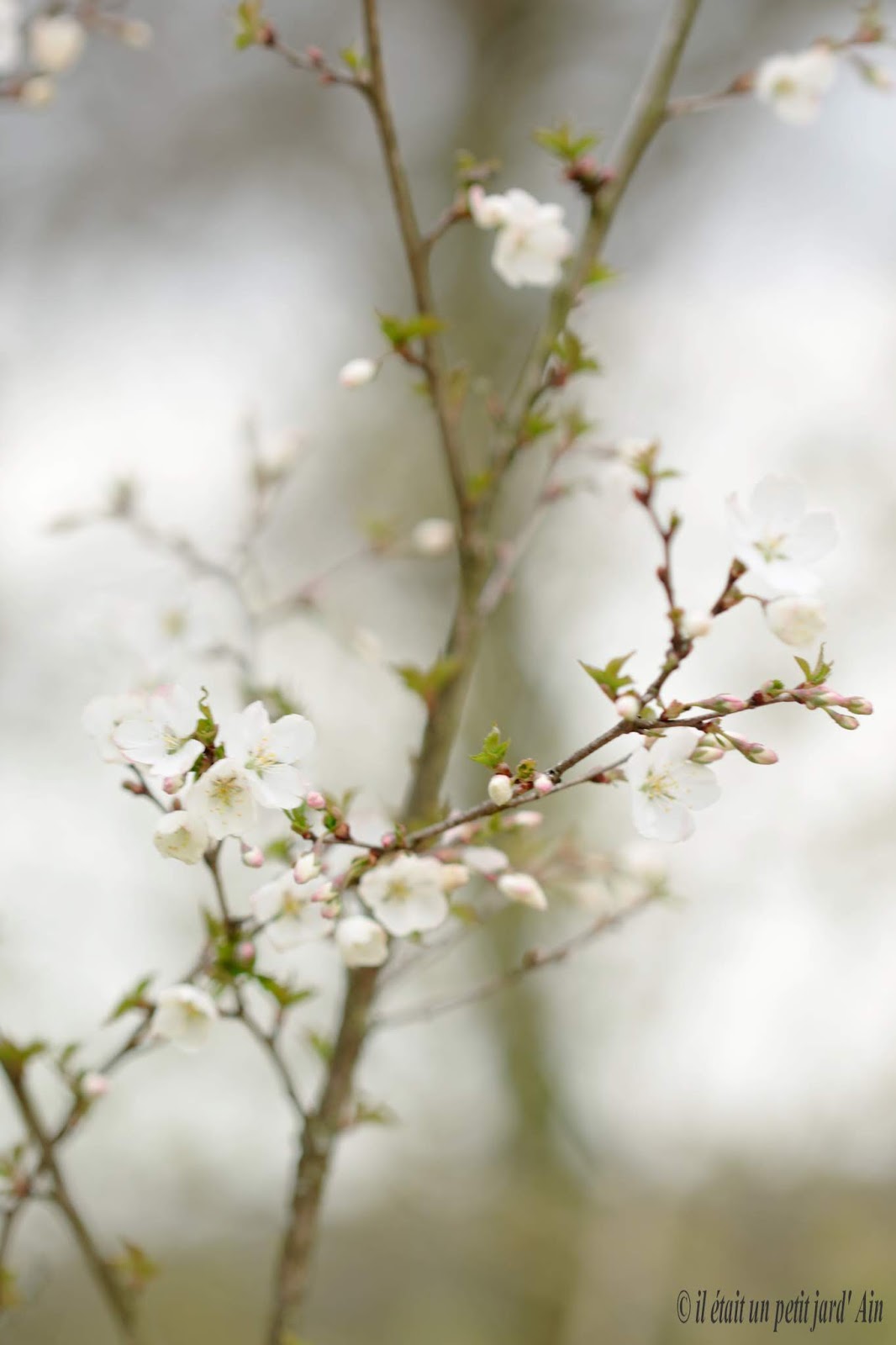 IL ETAIT UN PETIT JARD'AIN ...: FOCUS PRUNUS MALUS TRESORUS ...
