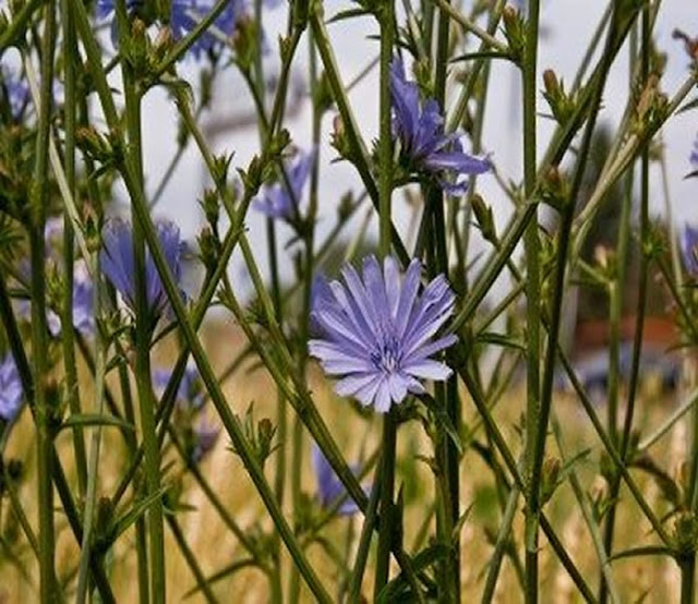 Easy way on how to grow chicory plant