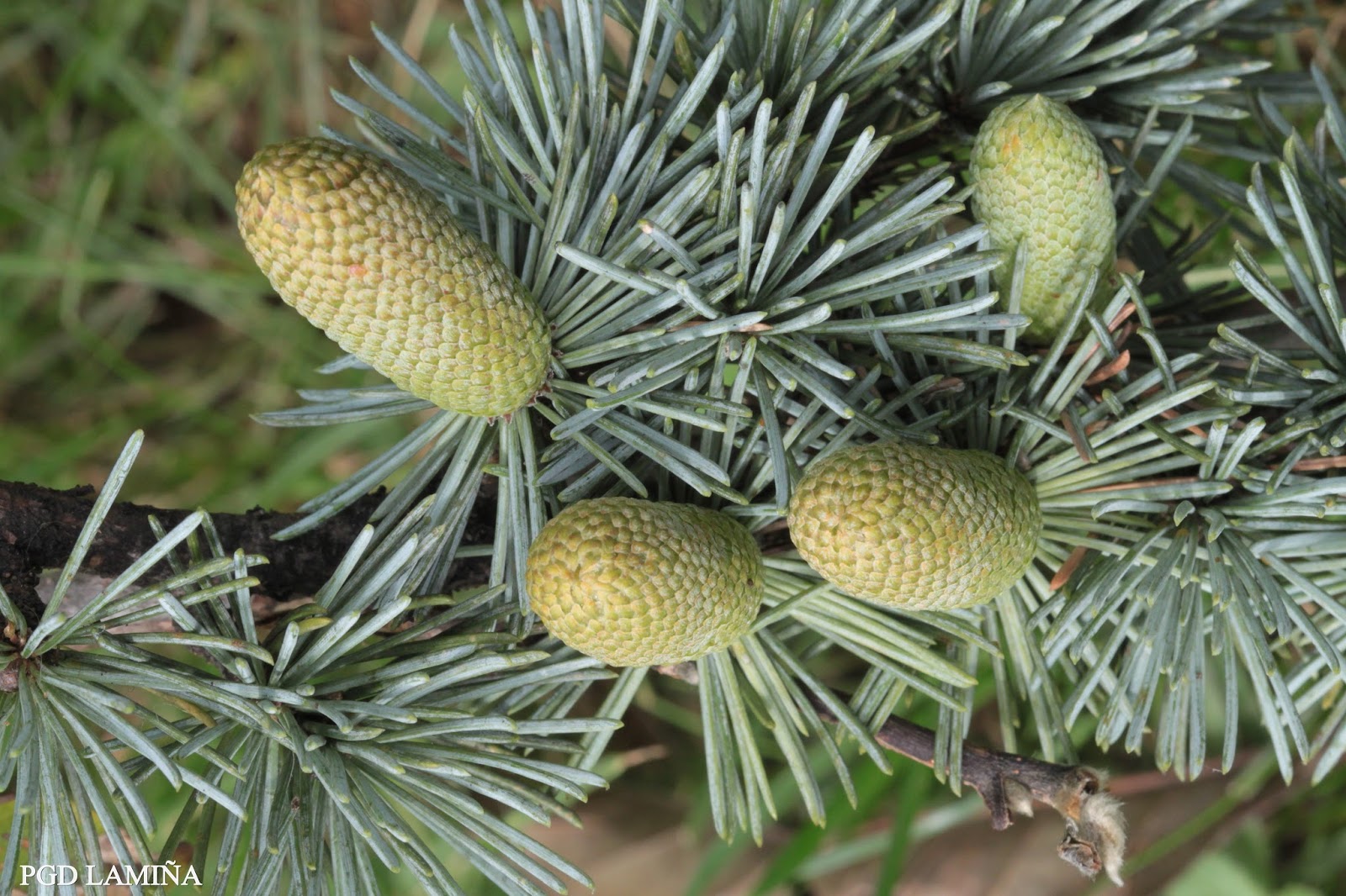 CEDRUS ATLANTICA. cedro del Atlas.