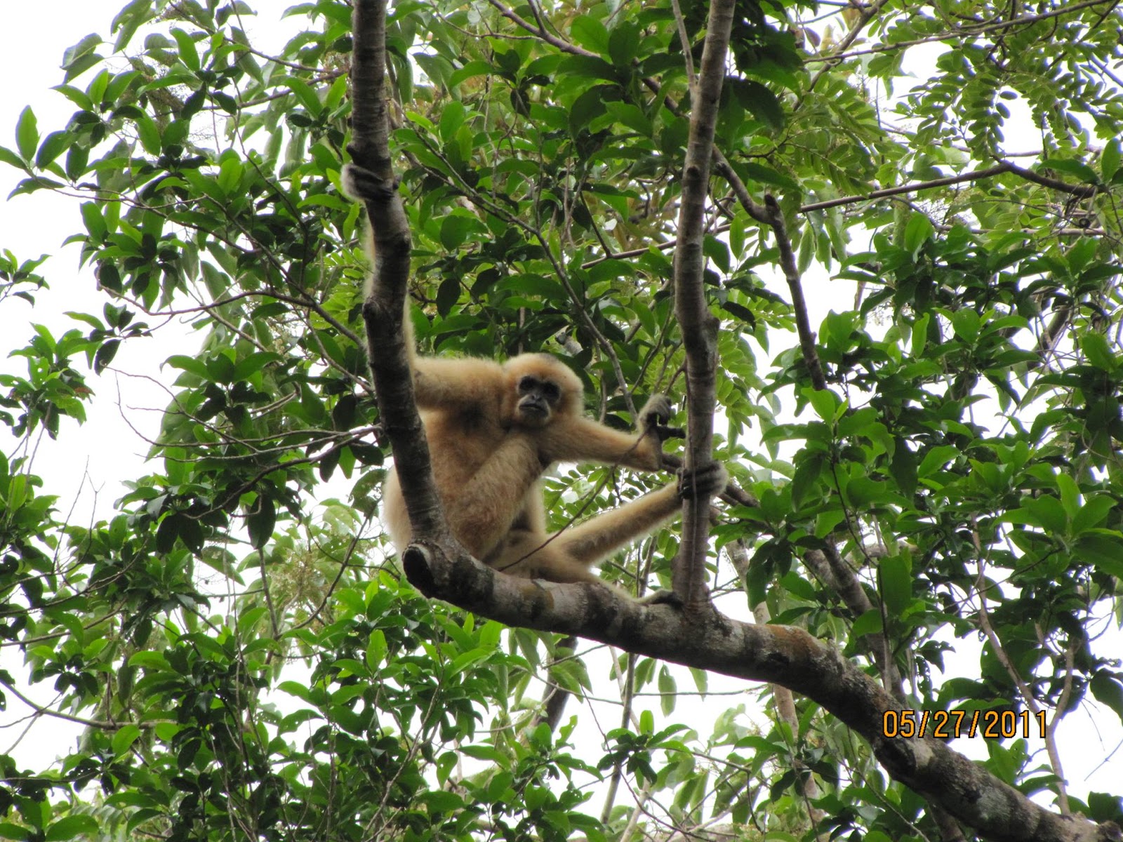 Lucky Tours and The Green Carrot: Wild Gibbons Spotting