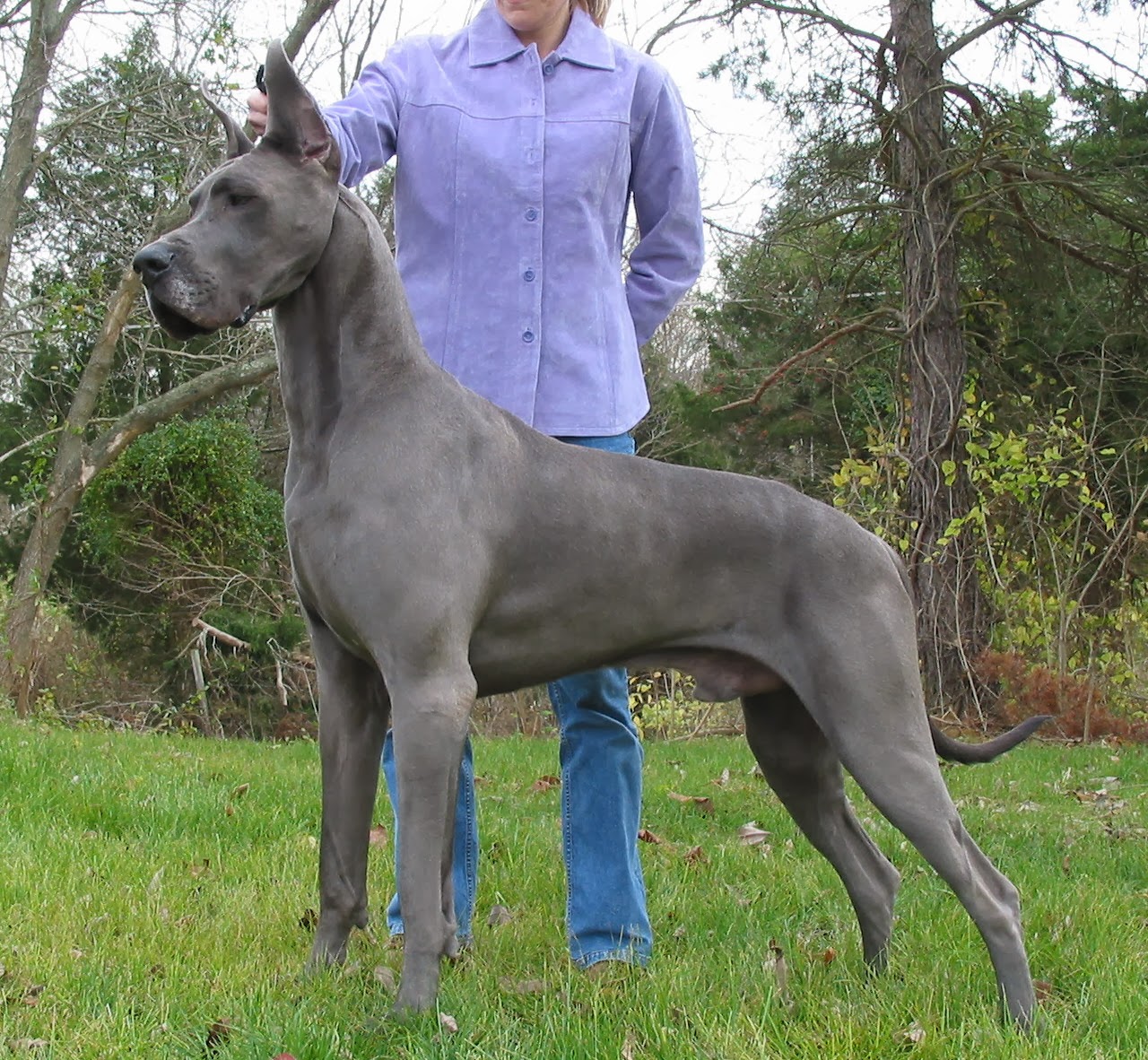Bienvenidos!!: Dogo Alemán o Gran Danés