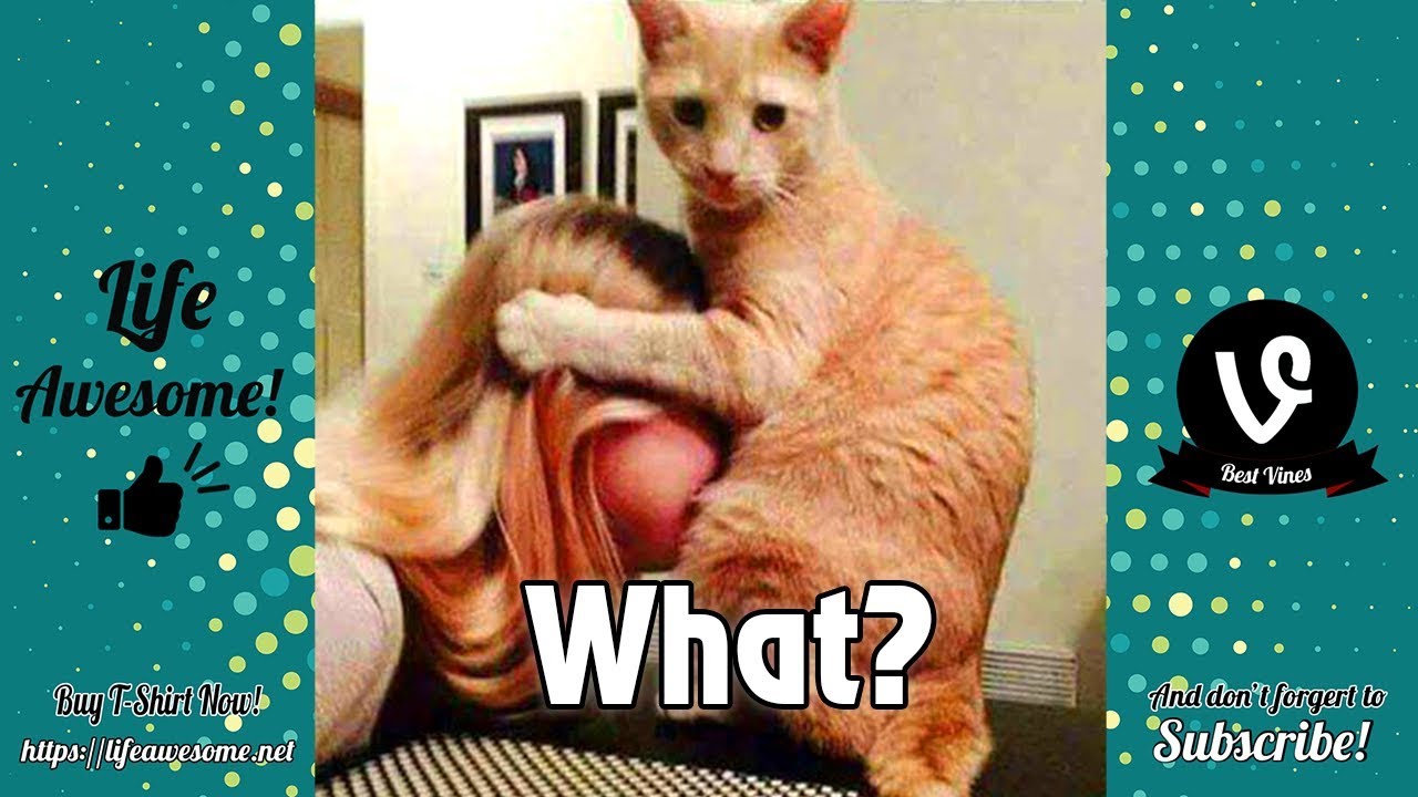 Try Not To Laugh Funny Cats Fails Compilation 2019 The Naughtiest