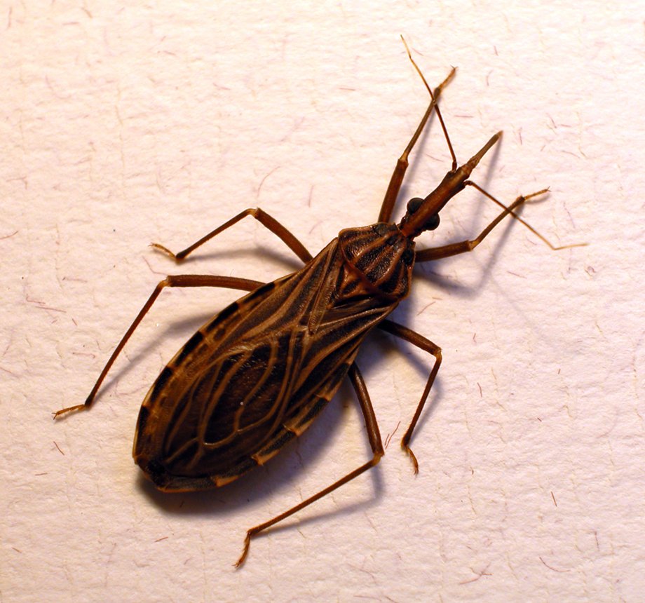 Parasites: Tales of Humanity's Most Unwelcome Guests: Reduviid Bug ...
