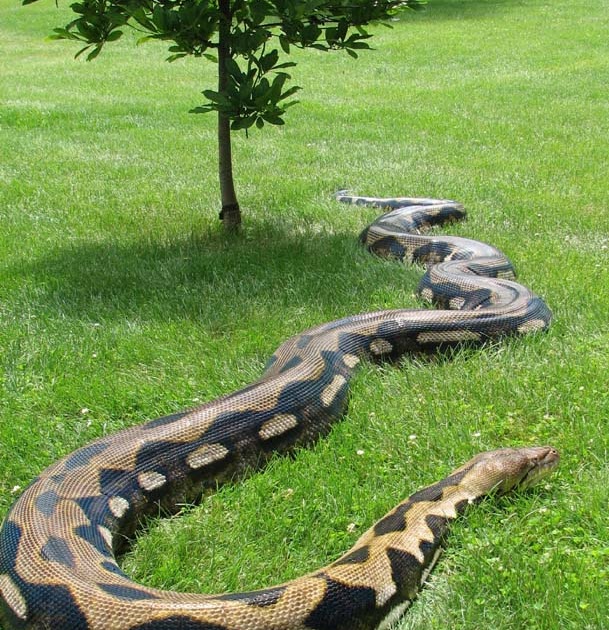 Reptile Lovers: Reticulated Python