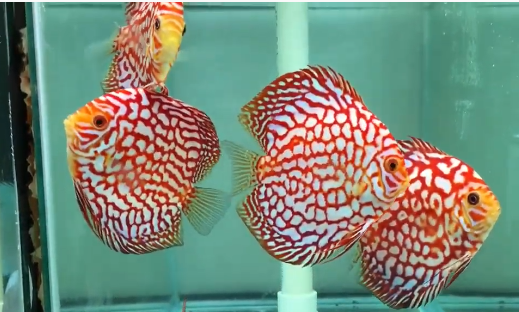 100 Discus Classification according to color and line | king fish