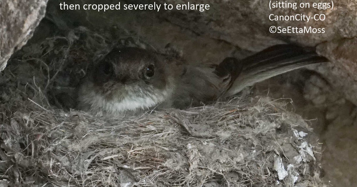 Nesting Eastern Phoebe, sitting on eggs in Canon City