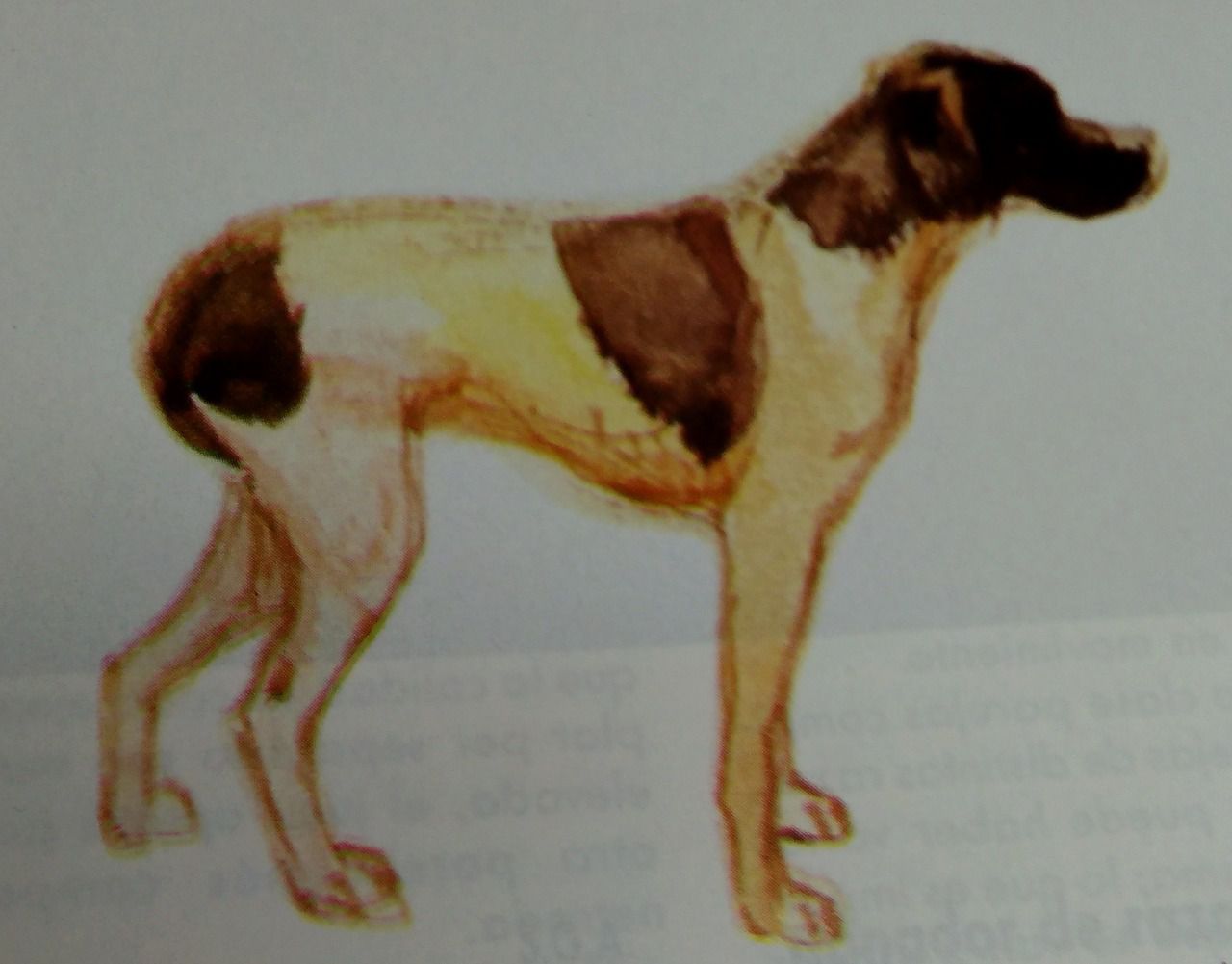 El perro tiene sus ancestros enel lobo (Canis lupus). En este sentido ...