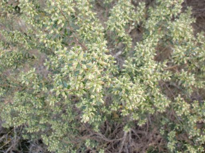 Grupo Ecologista de Jaureguiberry: "Chirca Blanca: Una cenicienta en ...