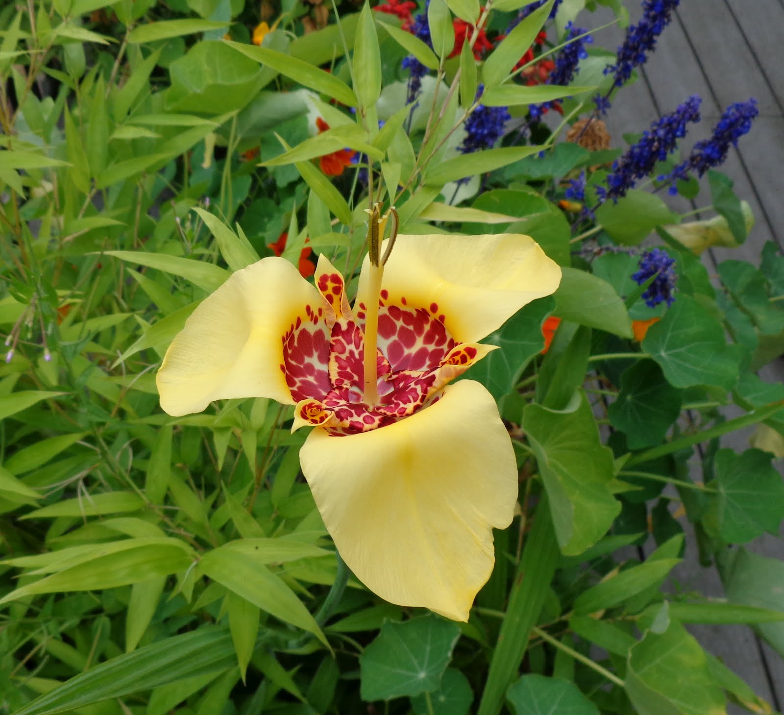Daniel's Pacific NW Garden: Tigridia