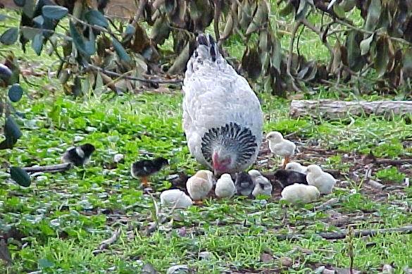 Bee's Blog: Chook Heaven