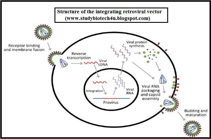 Retroviral method | Online Biotech Notes - Online Biotech Notes