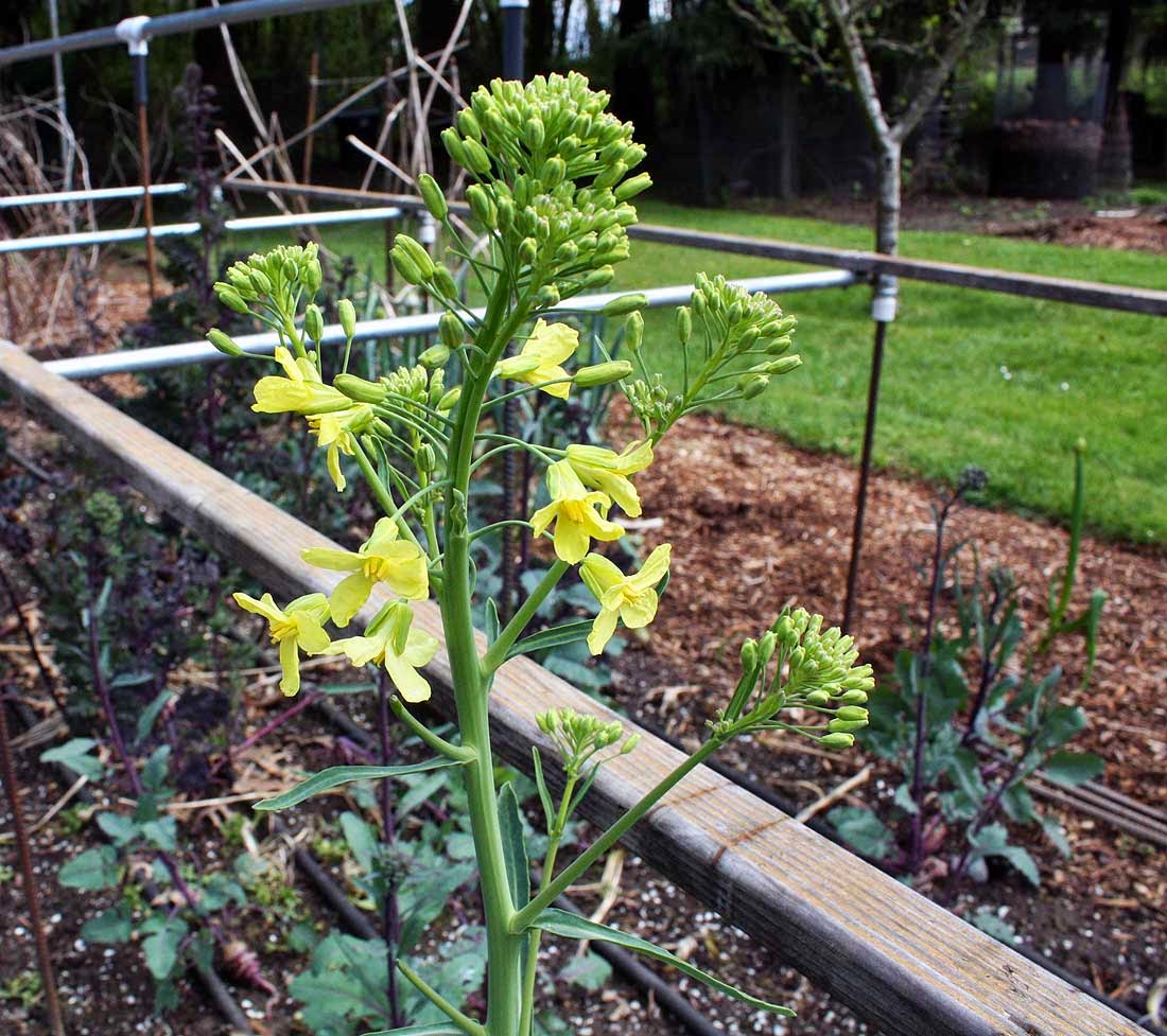 Judy Wise: More Spring, More Busting Out