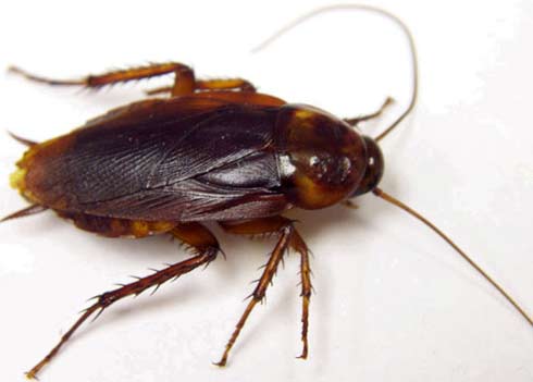 Cockroach | Photos and Info | The Wildlife