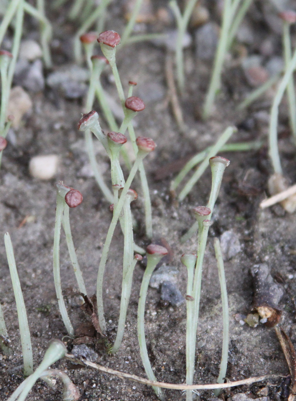 Sandwalk: Ancient Plants