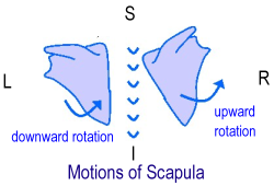 anatomy4fitness: MOBILITY + STABILITY ... FINDING YOUR RHYTHM