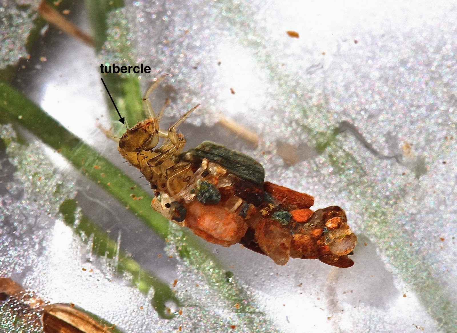 Aquatic Insects of Central Virginia: Back to the streams! The northern ...