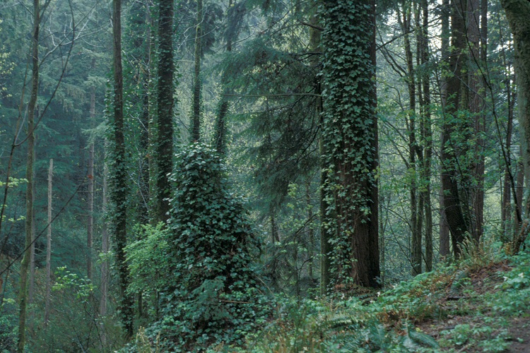 Invasive Insight: Invasive Species 'Done Technical': English Ivy