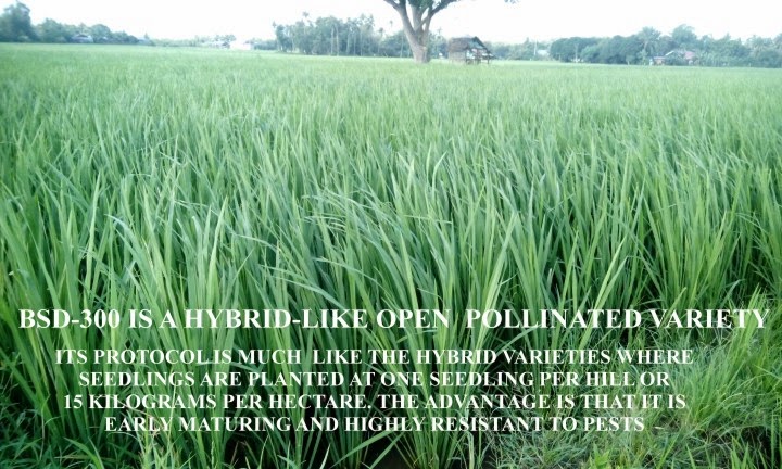 SIMPLY BUSINESS: STAND ASIDE HYBRID RICE, HERE COMES OPEN POLLINATED ...
