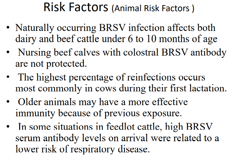 Bovine respiratory syncytial virus (BRSV)