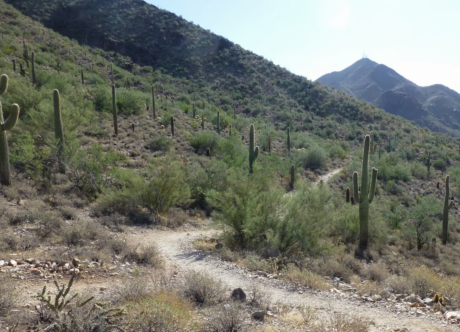Hundewanderer.com: Hiking: McDowell Sonoran Preserve, Gateway Loop Trail