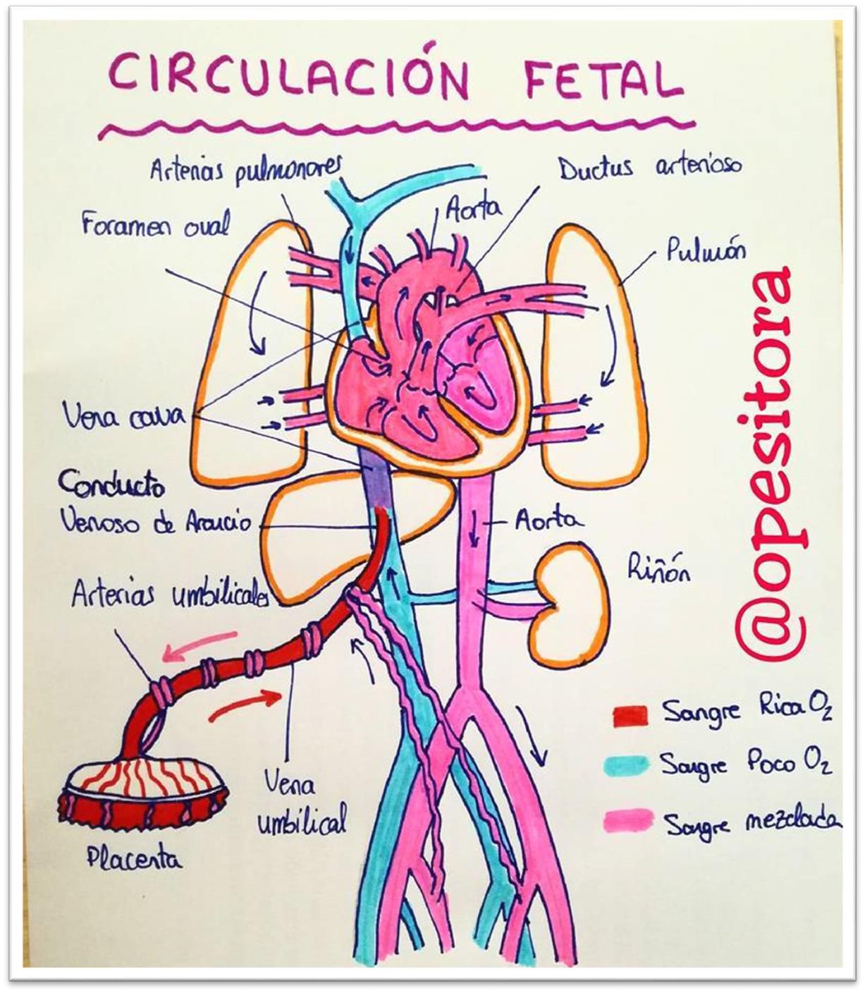 EMBRIOLOGIA - UMSA ": " CIRCULACION FETAL Y CAMBIOS CIRCULATORIOS AL NACIMIENTO
