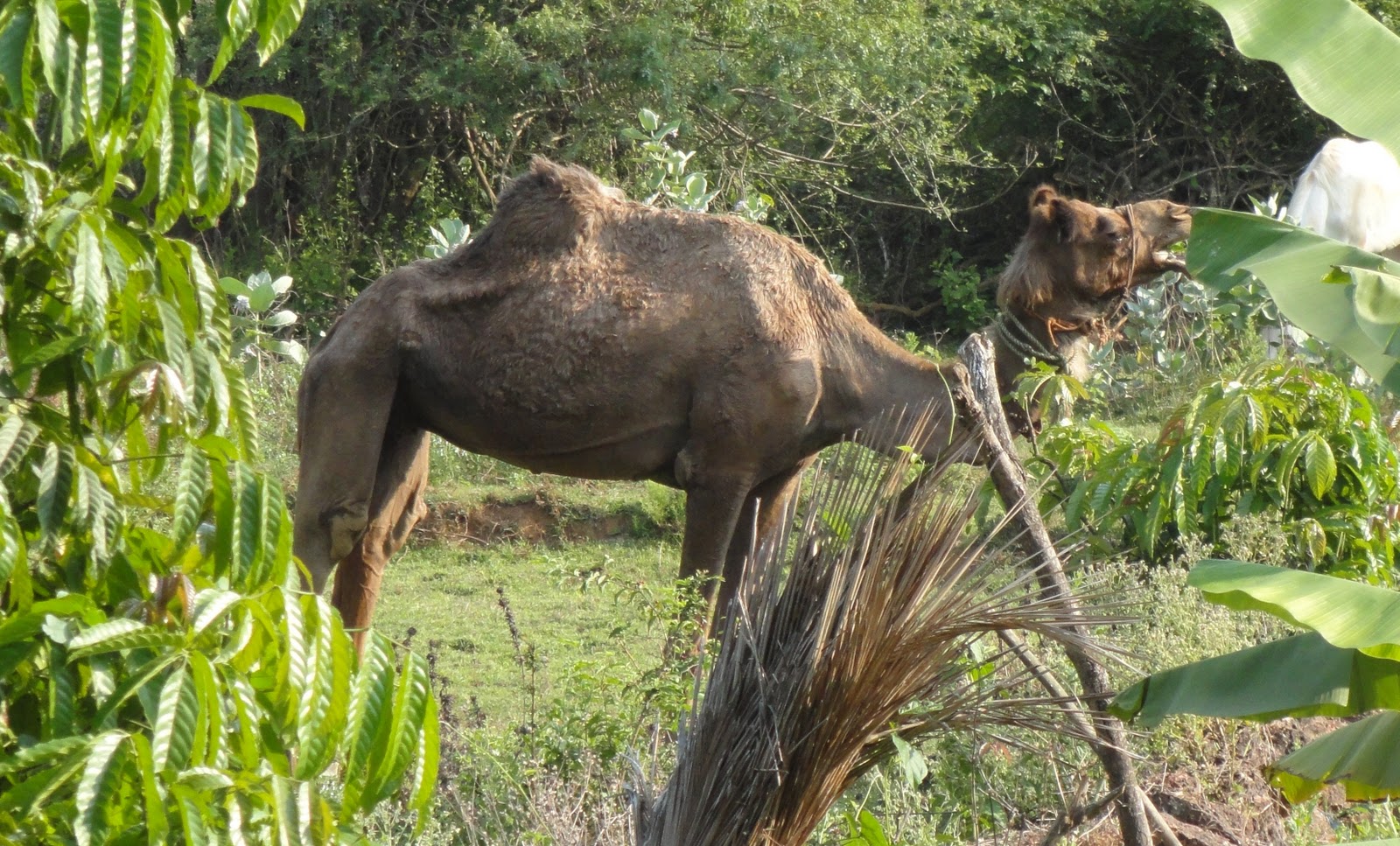 Goa das Ferienparadies: 10. Tiere in Goa (2.)