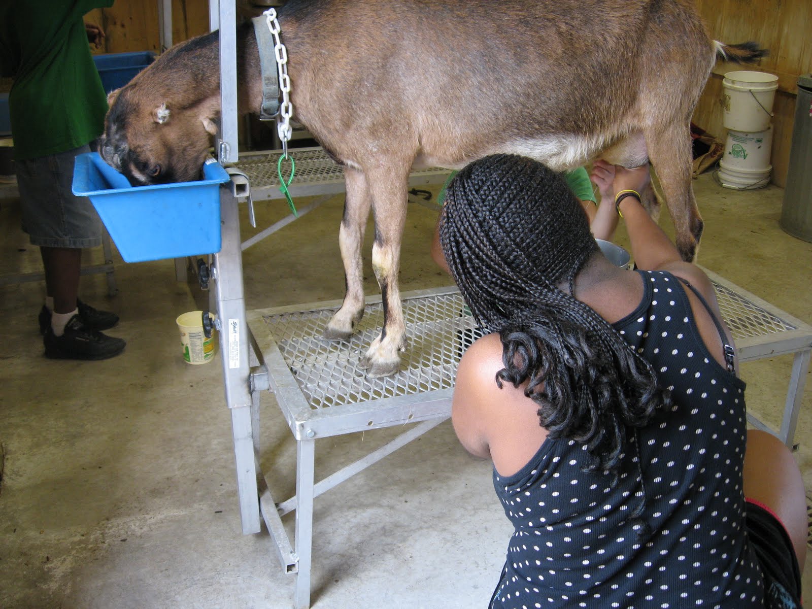 7 Speaks: Reflections on Heifer International