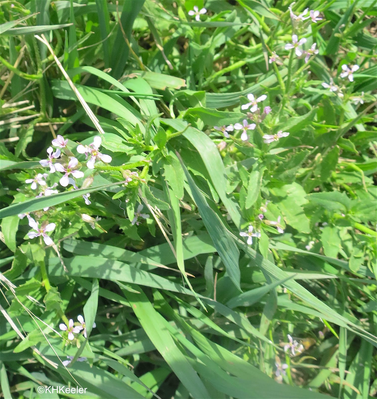 A Wandering Botanist: Plant Story--Blue Mustard, Chorispora tenella