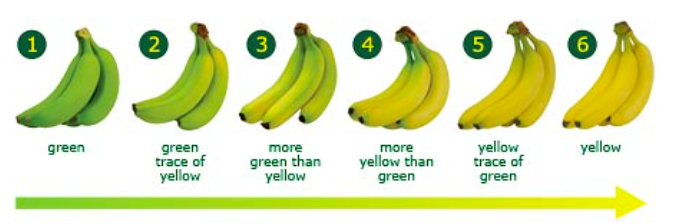 El mundo del Marine Surveyor (Capt.V.Massey): BANANAS ESCALA COLORES