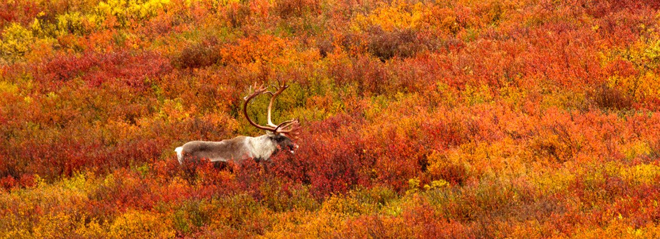 Canada Wildlife Workshops: Photo Workshop to Photograph Caribou on ...